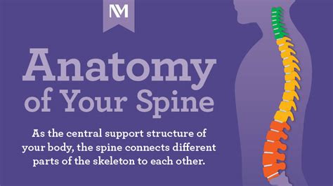 Map Of Your Spine Infographic Northwestern Medicine