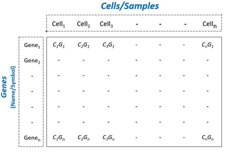 Bingleseq A User Friendly R Package For Bulk And Single Cell Rna Seq