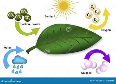 Photosynthesis Equation Diagram With Symbols Stock Illustration