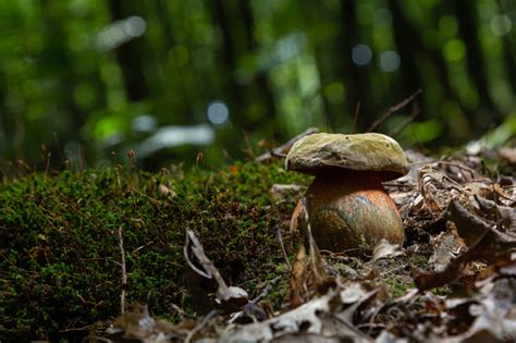 Boletus Erythopus 또는 Neoboletus Luridiformis 버섯은 가을철에 푸른 풀밭과 젖은 땅에서 자라는