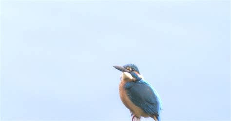 （野鳥）カワセミ オカヨシガモ （近隣の遊水池にて）