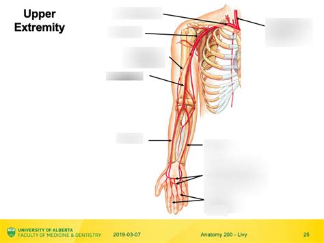 Major Arteries Upper Extremity Diagram Quizlet