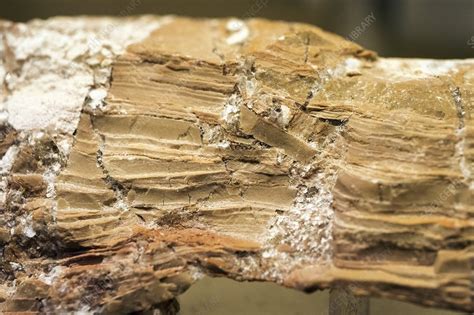 K T Boundary Layer Rock Sample Stock Image C029 7312 Science Photo Library