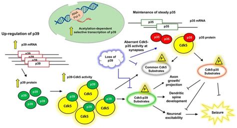 Cdk5 Key Regulator Of Apoptosis And Cell Survival Pmc