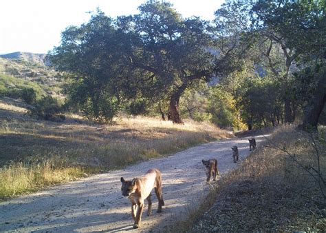 Researchers Explore Genetics Of California Mountain Lions To Inform