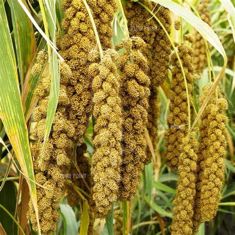 Pure Point Indian Foxtail Millet High In Protein At ₹ 80kilogram In Salem