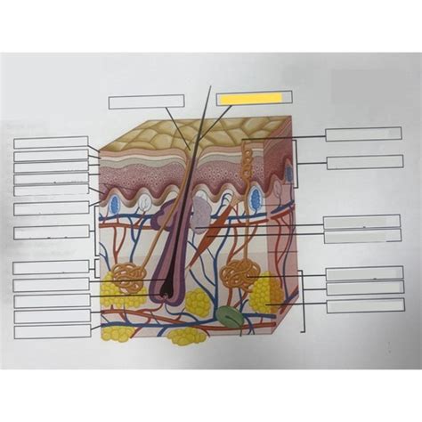 The Integumentary System Flashcards Quizlet