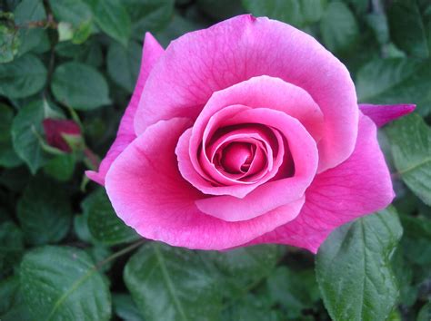 Personalised Rose T Rose Darling Jenny By Taplant