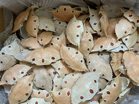Whole Cleaned Crab Shell Cheap Price For Export High Quality Natural