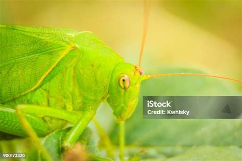 귀여운 롱발 정 메뚜기 여치과 또는 녹색 잎과 녹색 배경에 Perching Leafhopper 개체 그룹에 대한 스톡 사진 및