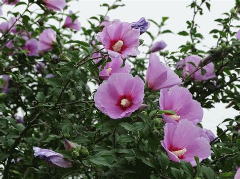 무궁화 꽃 유래 의미 사진 무궁화효능 국화 네이버 블로그