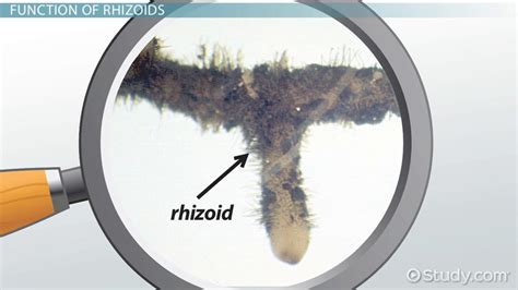 Rhizoids Definition And Function Video And Lesson Transcript