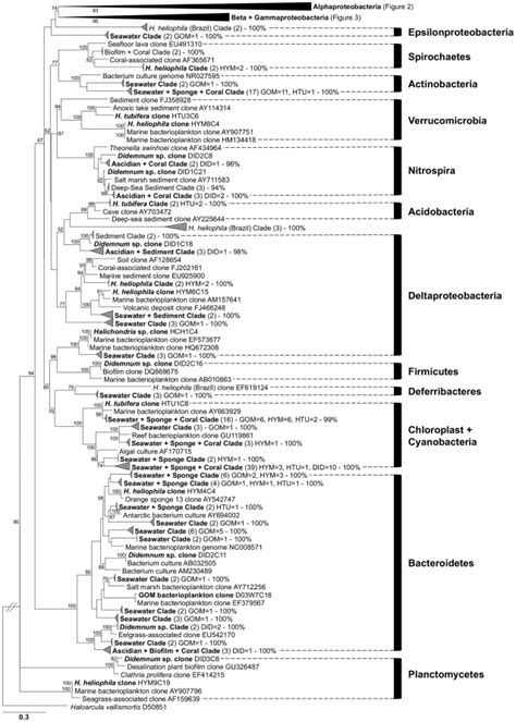 terminal node labels denote the sequence source and genbank accession