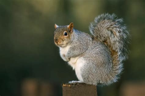 Pest Management Squirrels Infinite Pest Management
