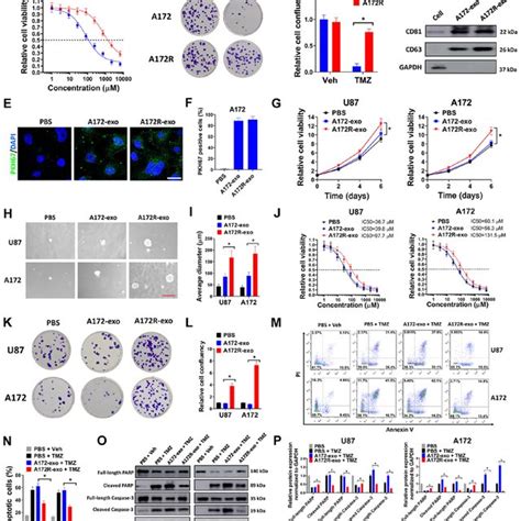 Exosomes From Tmz Resistant Gbm Cells Promote The Proliferation And Tmz