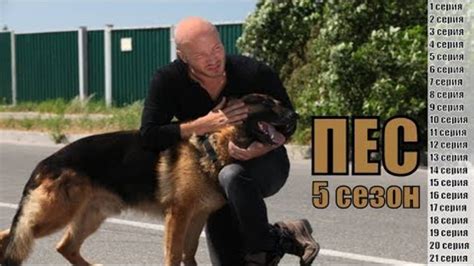 Пес 5 сезон 1, 2, 3, 4, 5, 6, 7, 8, 9, 10, 11, 12, 13, 14, 15, 16, 17 ...