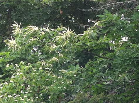 The Clueless Gardeners A Garden Blog