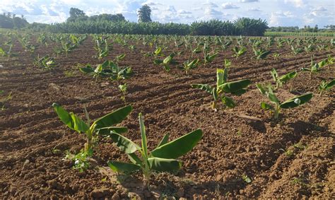 ညောင်ဦးမြို့နယ်၌ မြေအောက်ရေအသုံးပြု ဖီးကြမ်းငှက်ပျောစိုက်ပျိုးမှုများလာ Information And Public