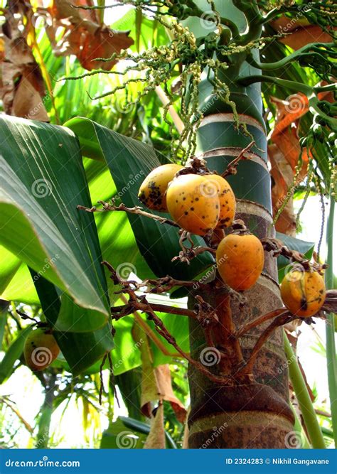Beetle Nuts Stock Image Image Of Fruits Twig Unique