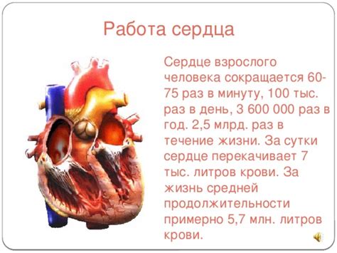 "Строение и работа сердца". Презентация к уроку биологии.