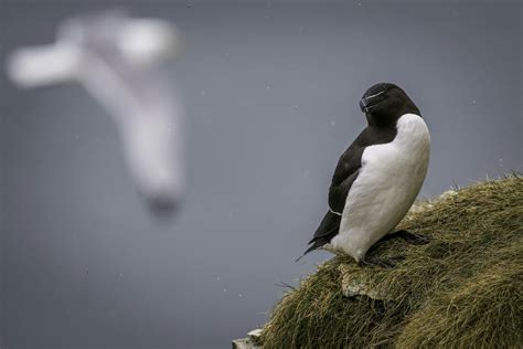 Razorbill Wallpapers Top Free Razorbill Backgrounds Wallpaperaccess