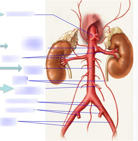 Abdominal Arteries Diagram Quizlet