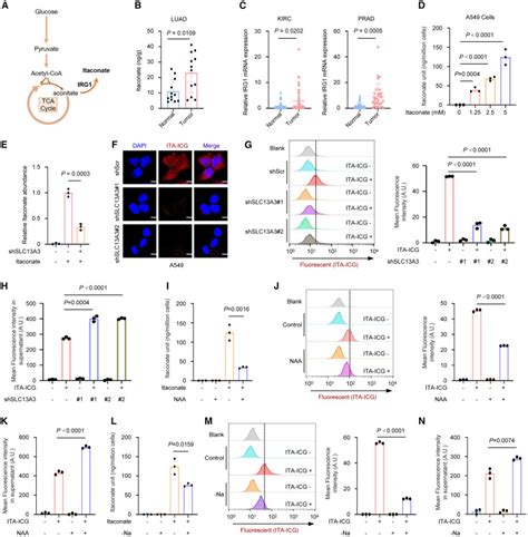 Itaconate Transporter Slc13a3 Confers Immunotherapy Resistance Via