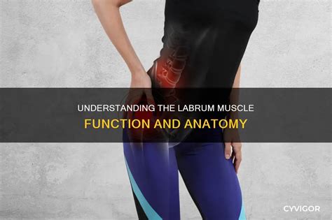 Understanding The Labrum Muscle Function And Anatomy CyVigor