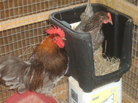 BackYard Chickens Learn How To Raise Chickens