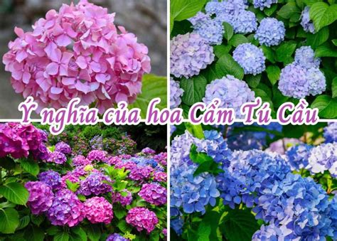 Hoa Cẩm Tú Cầu Đặc Điểm Phân Loại Ý Nghĩa Cách Trồng 20 10 Tiki