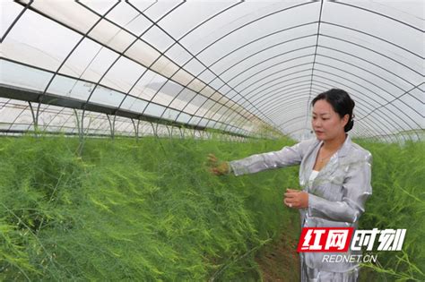 第四届乡村追梦人红网政务中心