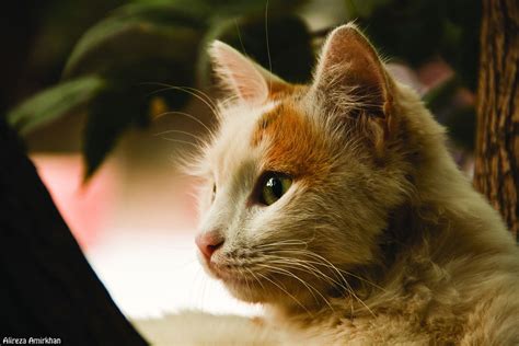 Обои на рабочий стол Бело рыжая кошка с зелеными глазами фотограф Alireza Amirkhan обои для
