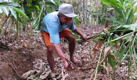 Cara Budidaya Kapulaga Agar Berbuah Lebat Dan Bisa Panen Terus Selama Tahun