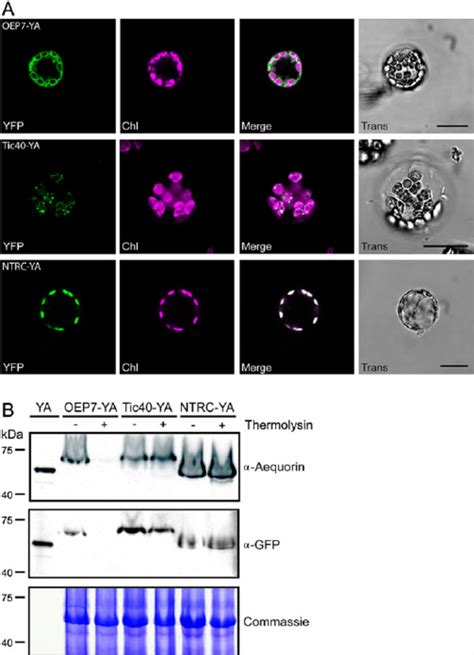 A In Vivo Localization Of Chloroplast Targeted Ya Fusion Proteins In Download Scientific
