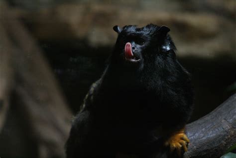 Show Me Your Tongue By La Niebla On Deviantart