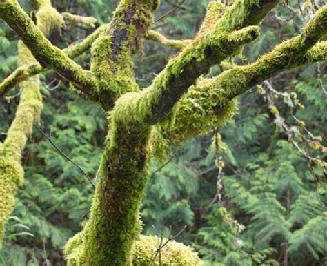 Why Does Moss Grow On Trees Inexpensive Tree Care
