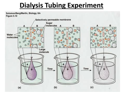 Dialysis Tubing Diffusion Osmosis Lab