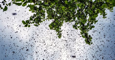 Swarm Intelligence Swarm Intelligence Complex Adaptive Systems Group