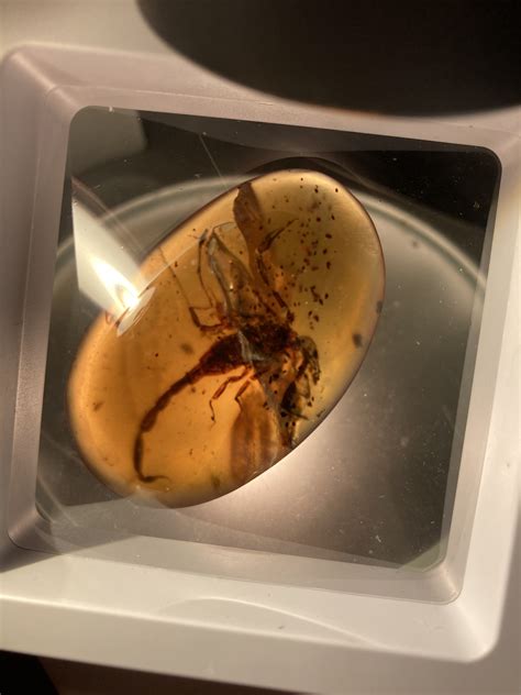 Enormous Scorpion In Cretaceous Burmese Amber General Fossil