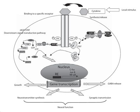 Model Of Signaling Of The Cytokine Cytokine Receptor Complex In The