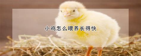 出壳鸡苗喂养注意事项 发财农业网