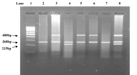 2agarose Gel Demonstrating Multiplex Pcr Genotyping Of Genomic Dna