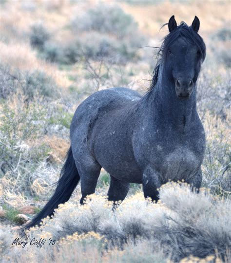 Blue Mustang Stallion In Pine Nut Mountains Of Nevada 2015