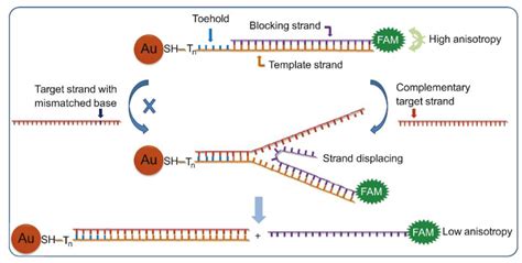 Ijms Free Full Text Nanomaterials Used In Fluorescence Polarization