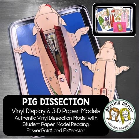 Fetal Pig Vinyl Dissection Scienstructable 3d Dissection Model Paper