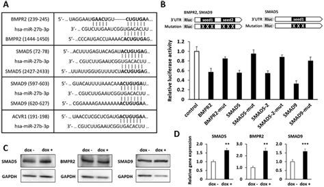 Mir 27b Indirectly Regulated The Bmp Signaling Pathway A Predicted