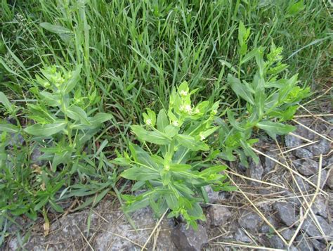 Lens Podded Hoary Cress From Голосеевский район Киев Украина 02000