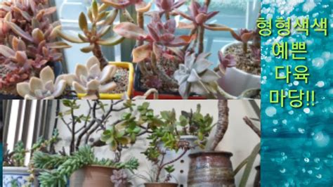 다육이 구경예쁜 다육이들공기정화식물집에서 키운 다육이들친구집 다육이 Youtube