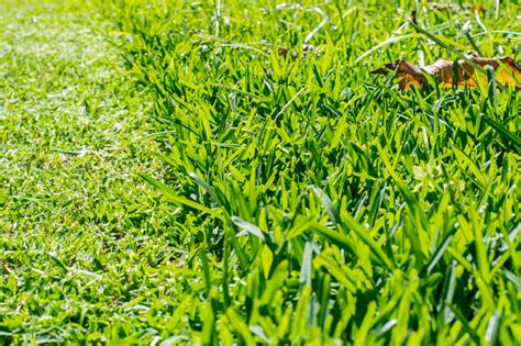 잔디 깎는 기계로 잘라 잔디의 절반은 손질하고 절반은 여전히 길다 신선한 컷 뒤뜰 긴에 대한 스톡 사진 및 기타 이미지 긴 날 낮 Istock