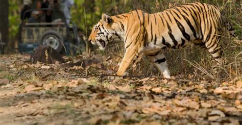 From Delhi 5 Day Tiger Safari And Golden Triangle Tour Getyourguide